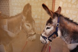 The Graffito Blasfemo – Equus Asinus