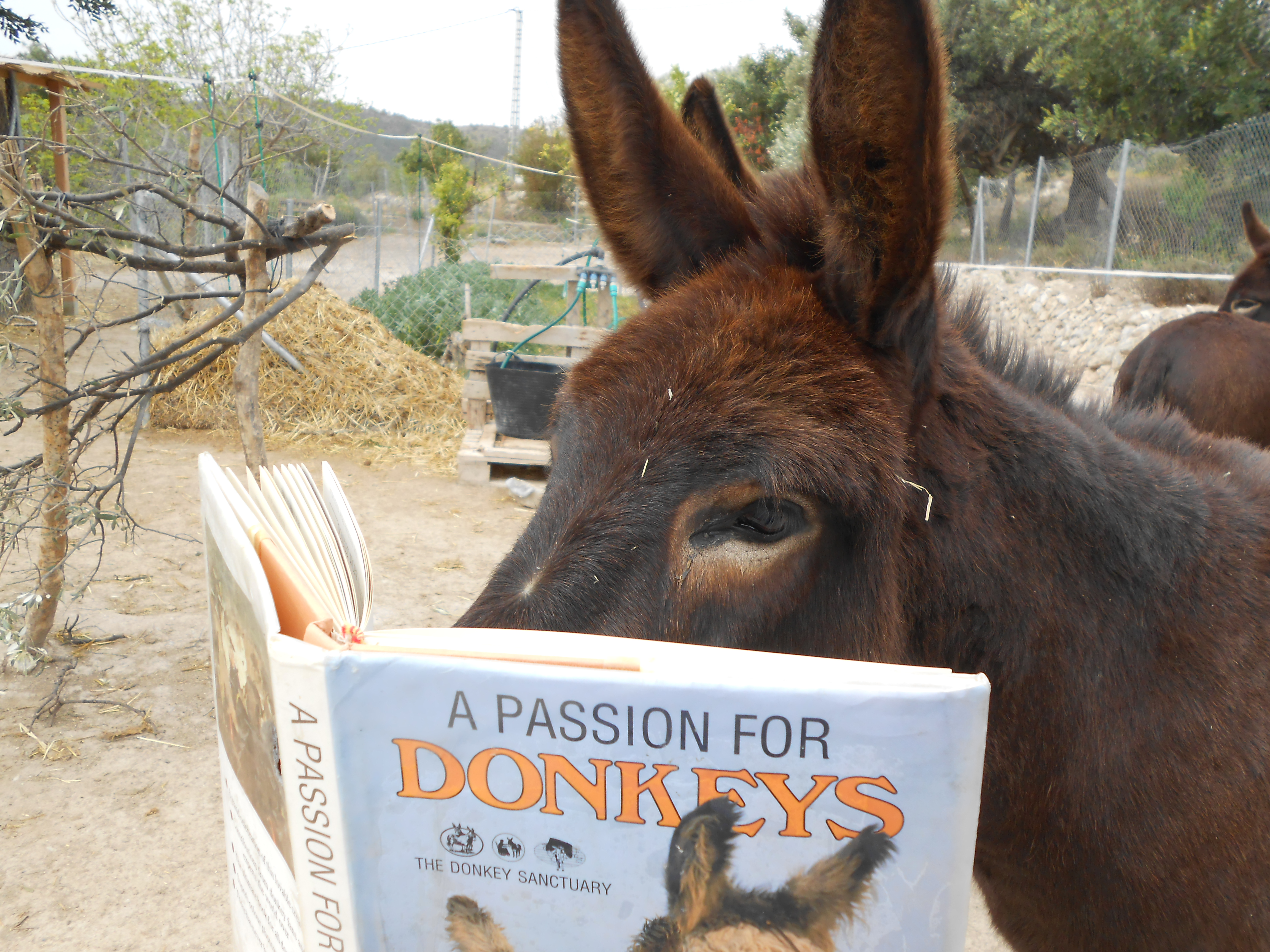 Morris donkey reading – Equus Asinus