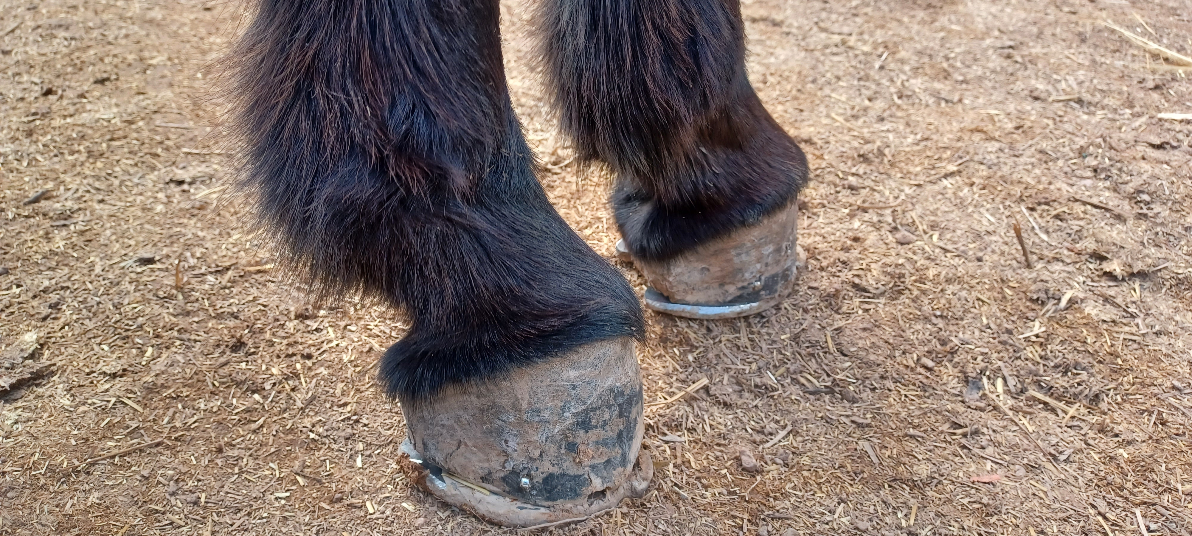 Hooves-1 – Equus Asinus